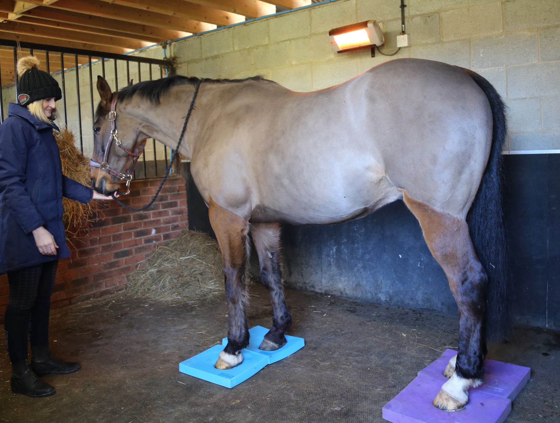 Equine Practical Skills: Balance Pads