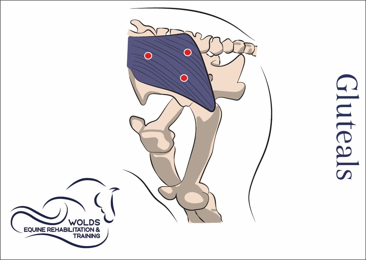 How a Trigger Point Responds to Direct Pressure or Compression