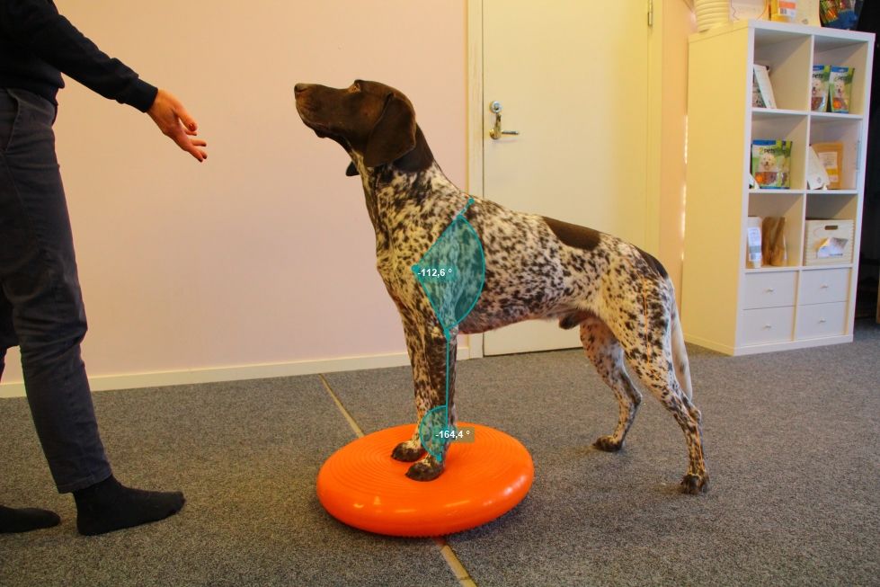 Infoträff Rehabiliteringsterapeut för hund