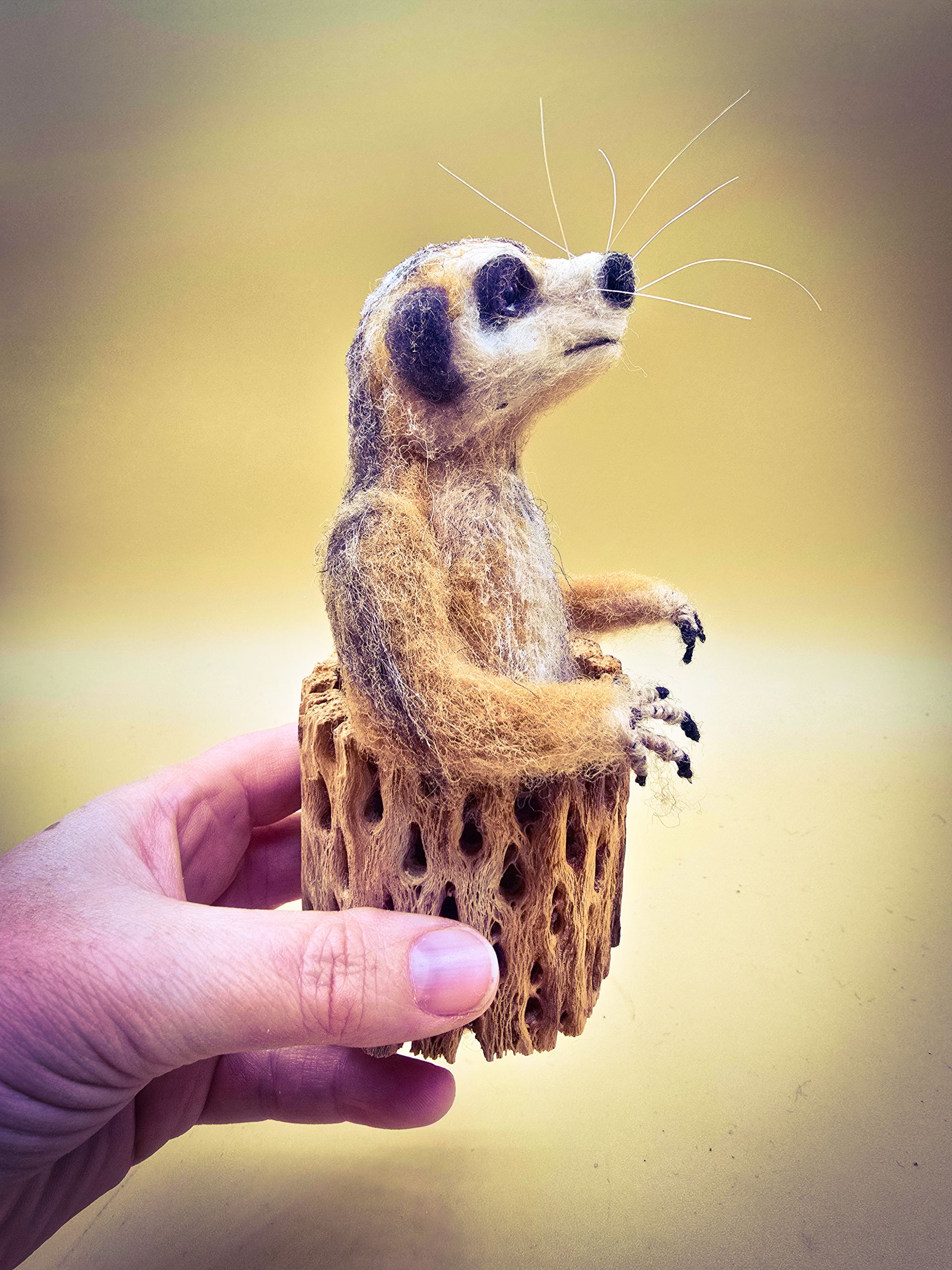 Meerkat