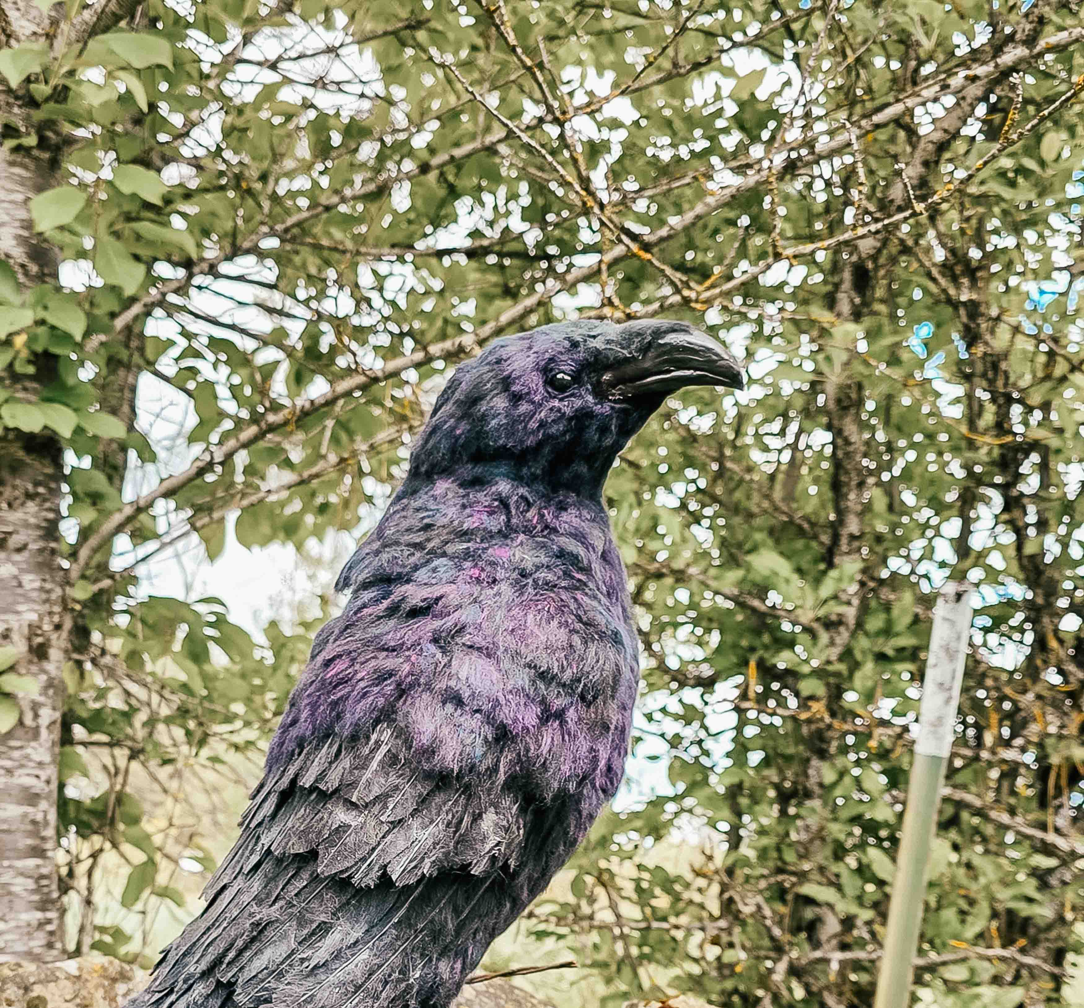 Raven’s Head Needle Felt Course