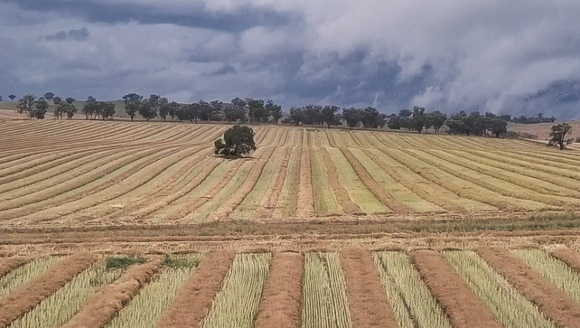 Making Cents with Carbon Growers