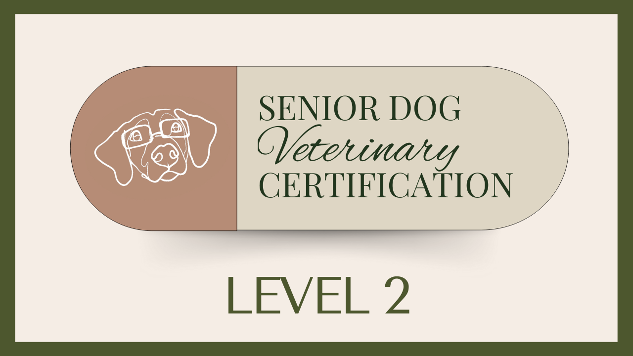Senior Dog Veterinary Certification: Level 2