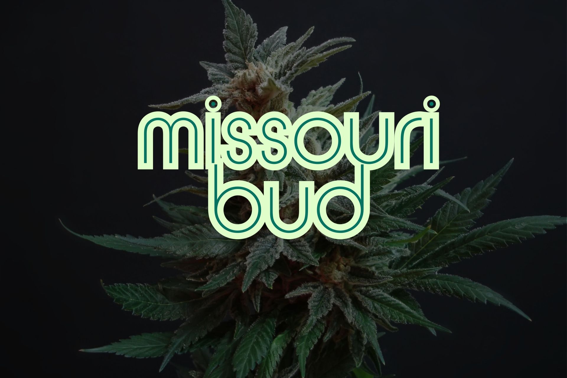 How To Become a Budtender in Missouri: Step-by-Step Guide