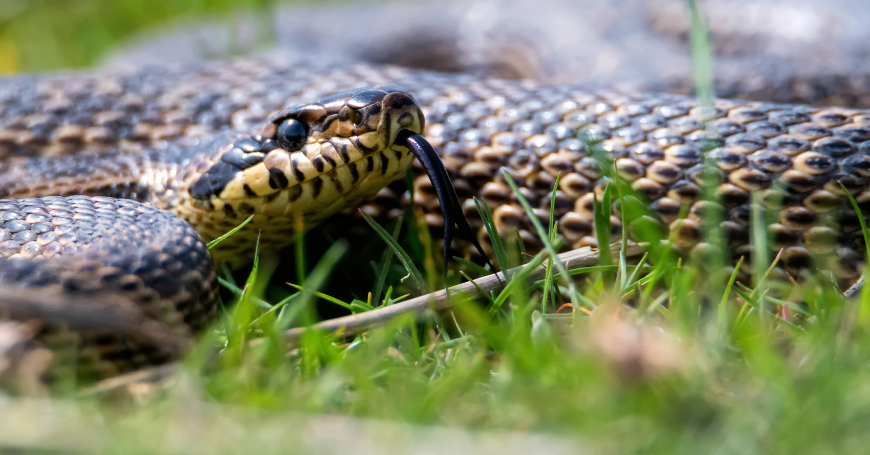 Environmental Hazards: Fauna Awareness and Safety