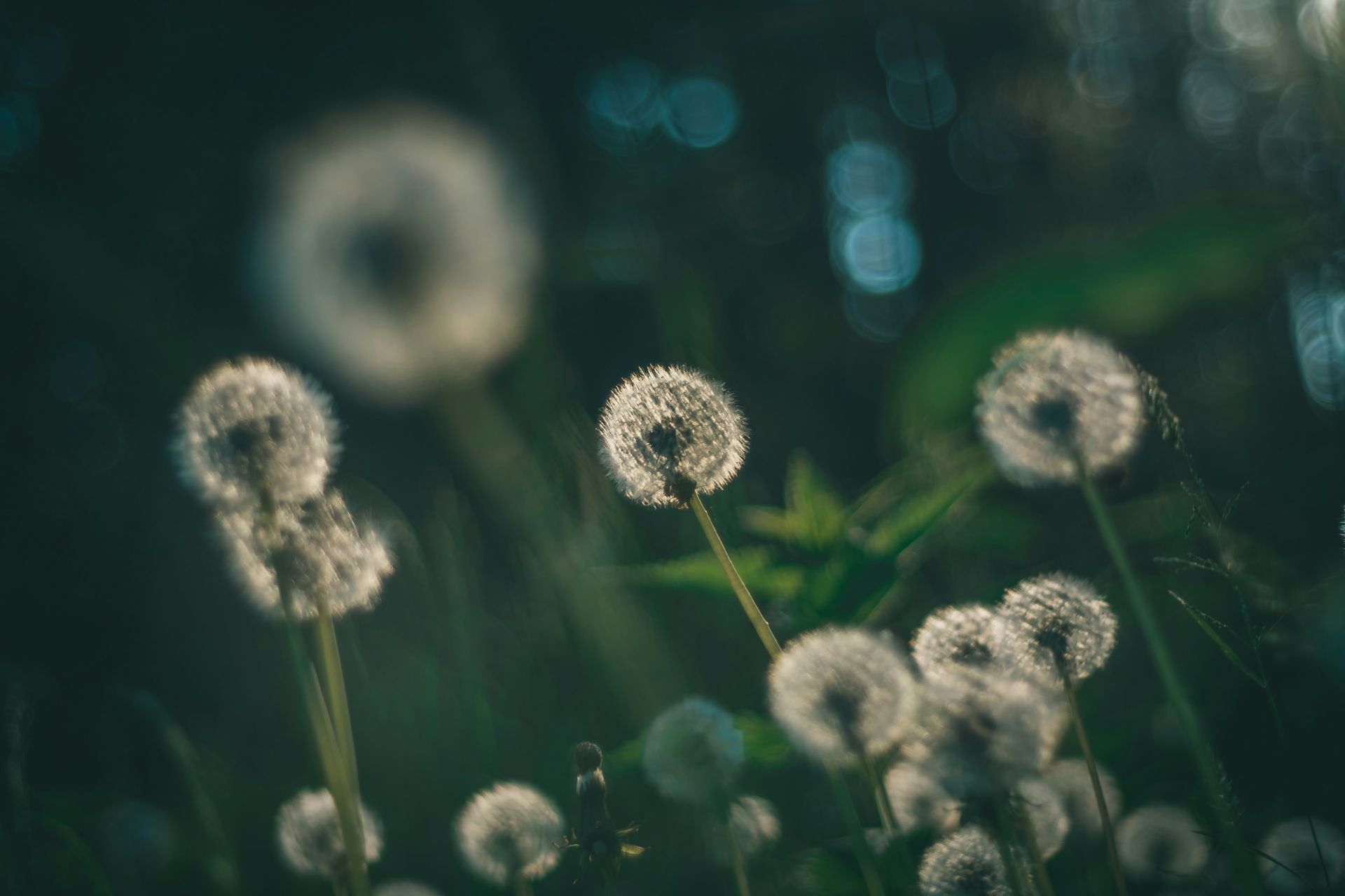 Living Future Accreditation | Regenerative Design