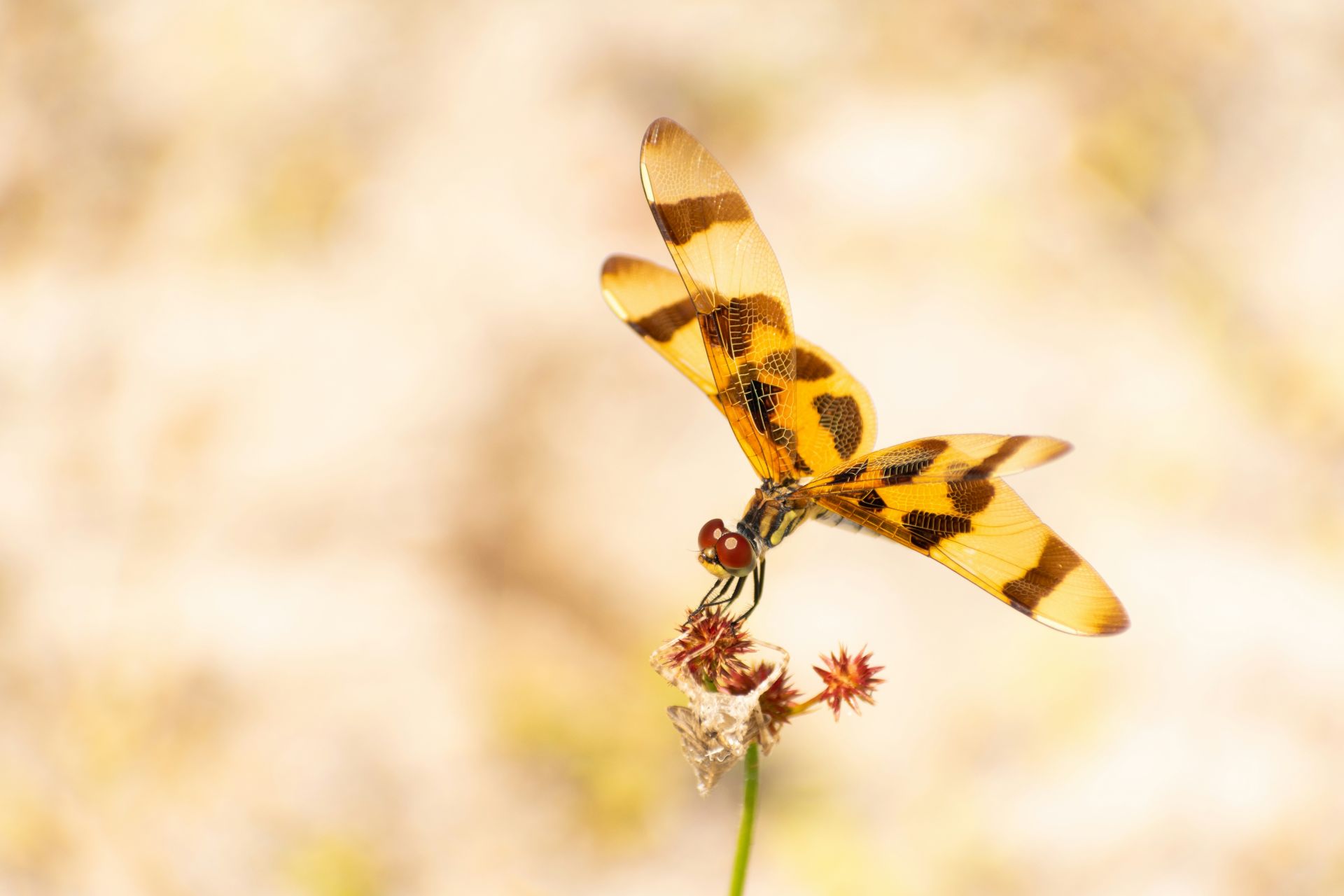 Declare 101 | Product Transparency & Healthy Materials