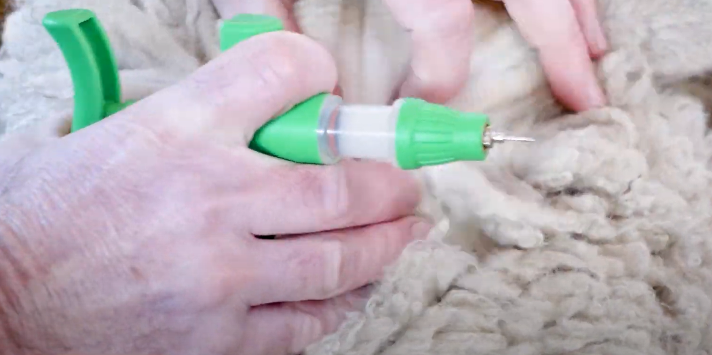 Best Practice Sheep Vaccination Technique