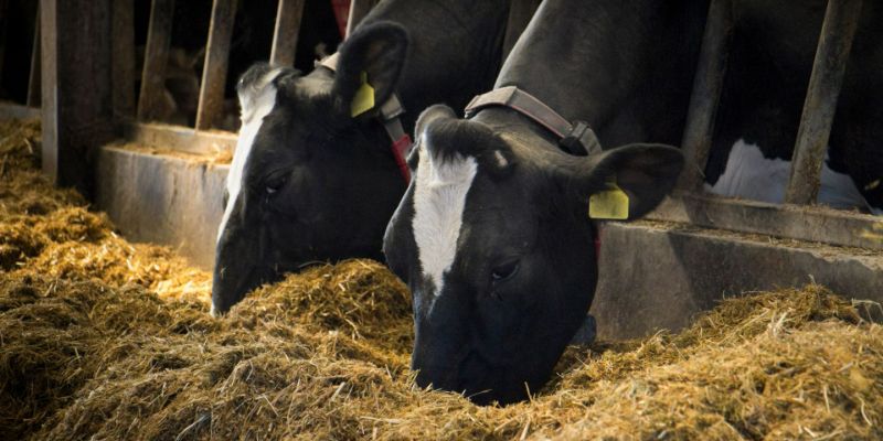 Dairy Cattle Nutrition, Feeds and Feeding