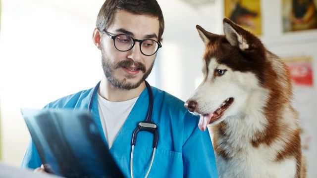 Accounting for Veterinary Practices 2026