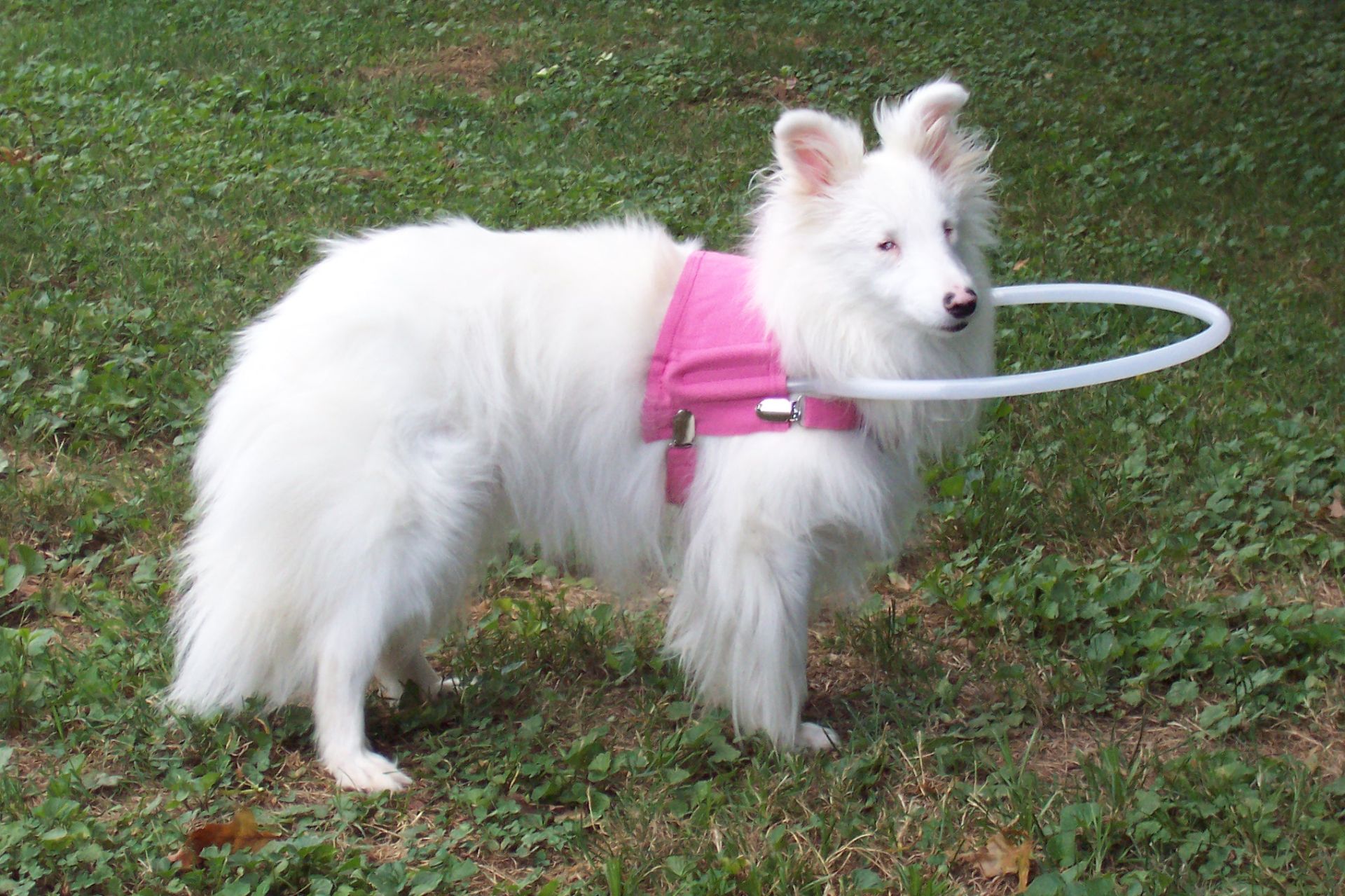 Understanding Blind Dogs