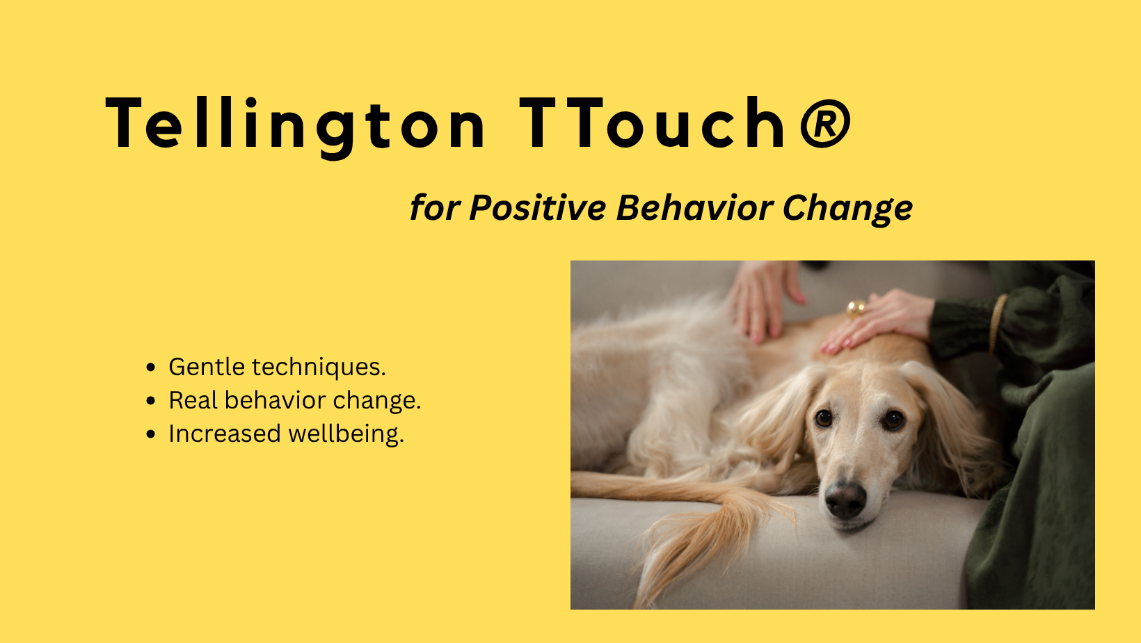 Tellington TTouch for Positive Behavior Change