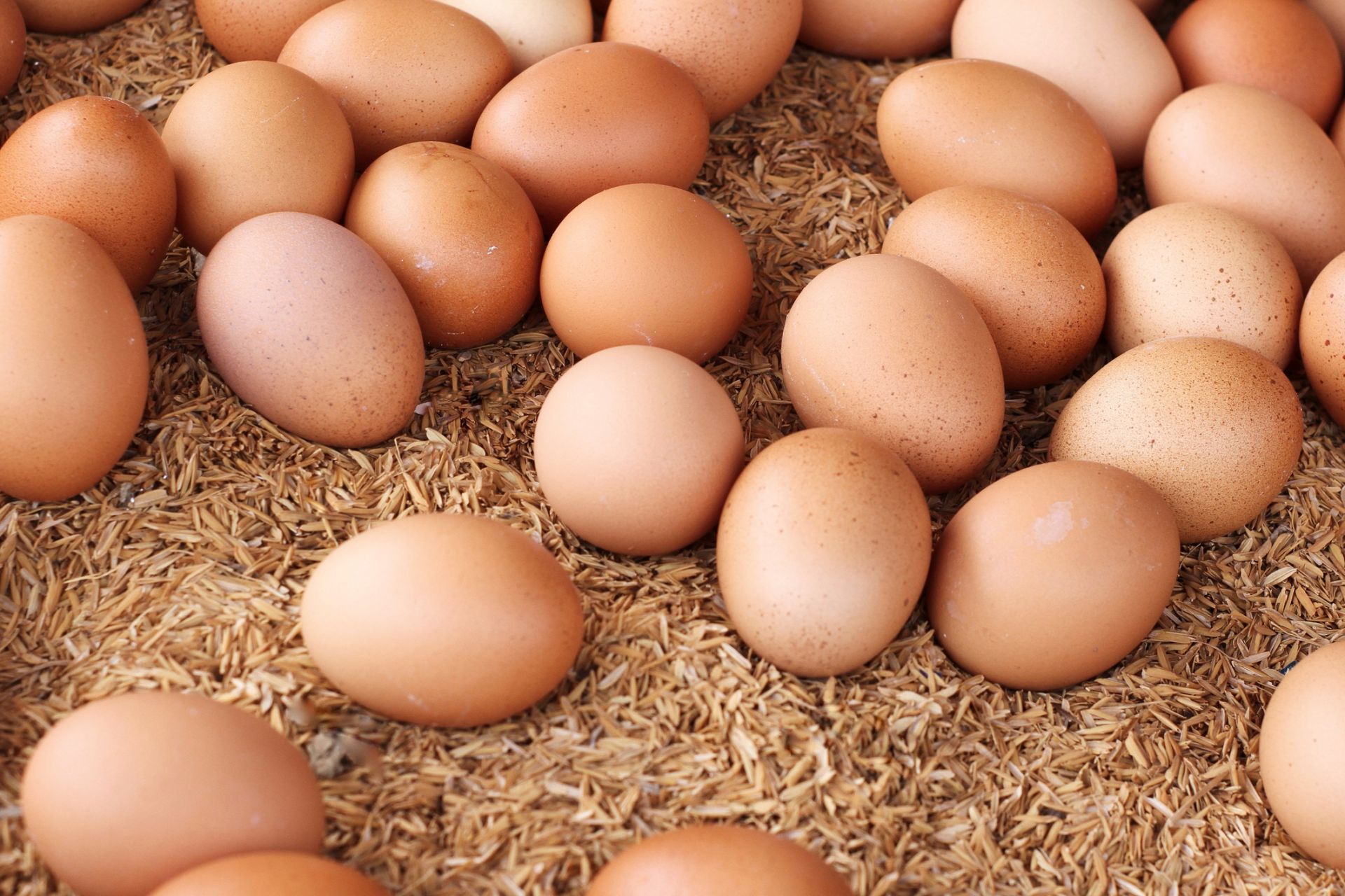 Year 1 Egg Farmers of Alberta Farm Safety Risk Assessment Learning ...