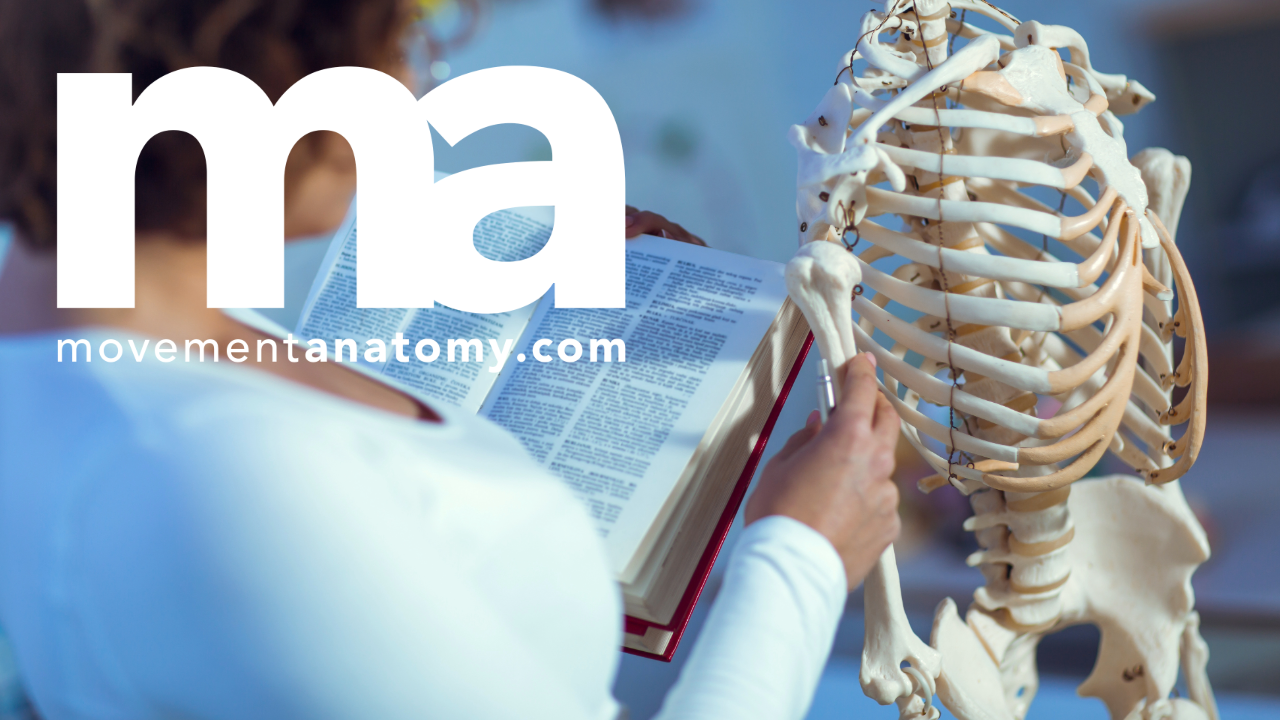Learn More About Movement Anatomy Foundation Courses