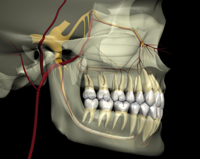 Maxillofacial Anatomy for Oral Implantology