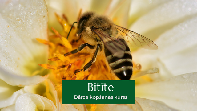 Dārza kopšanas kurss "Bitīte"