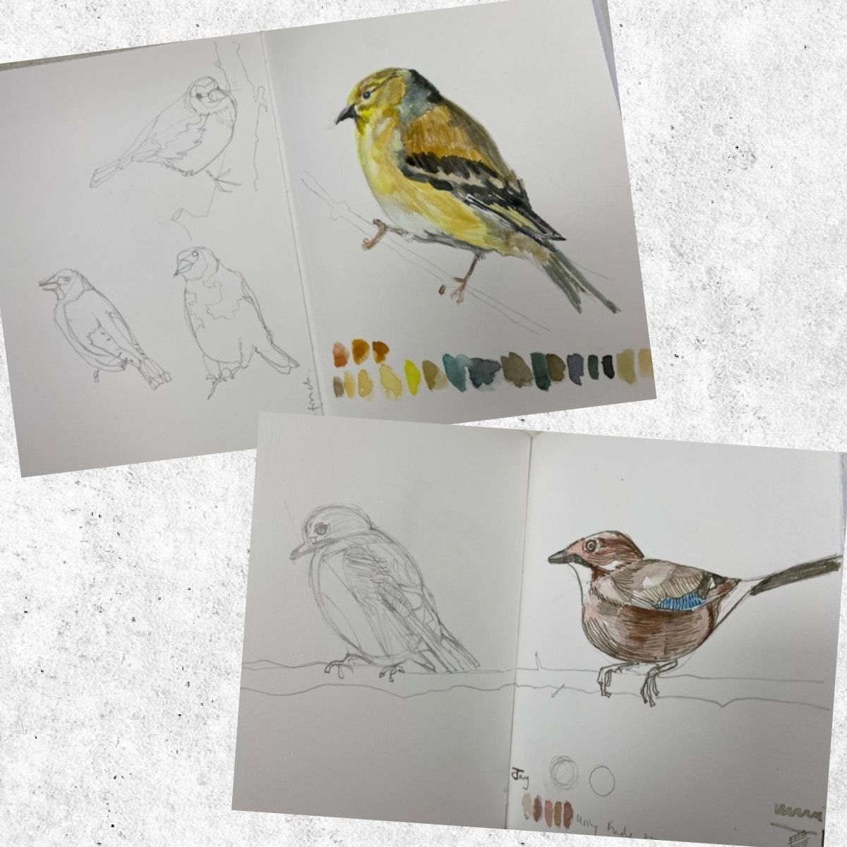 Goldfinch & Jay - Colour Companion Course.