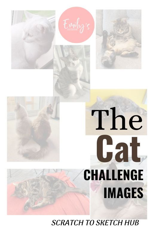 The Cat Challenge