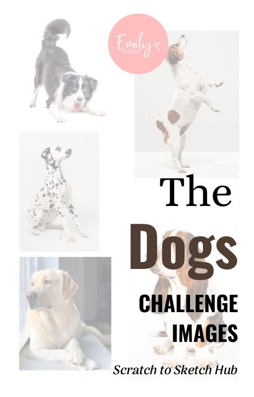 The Dogs Challenge