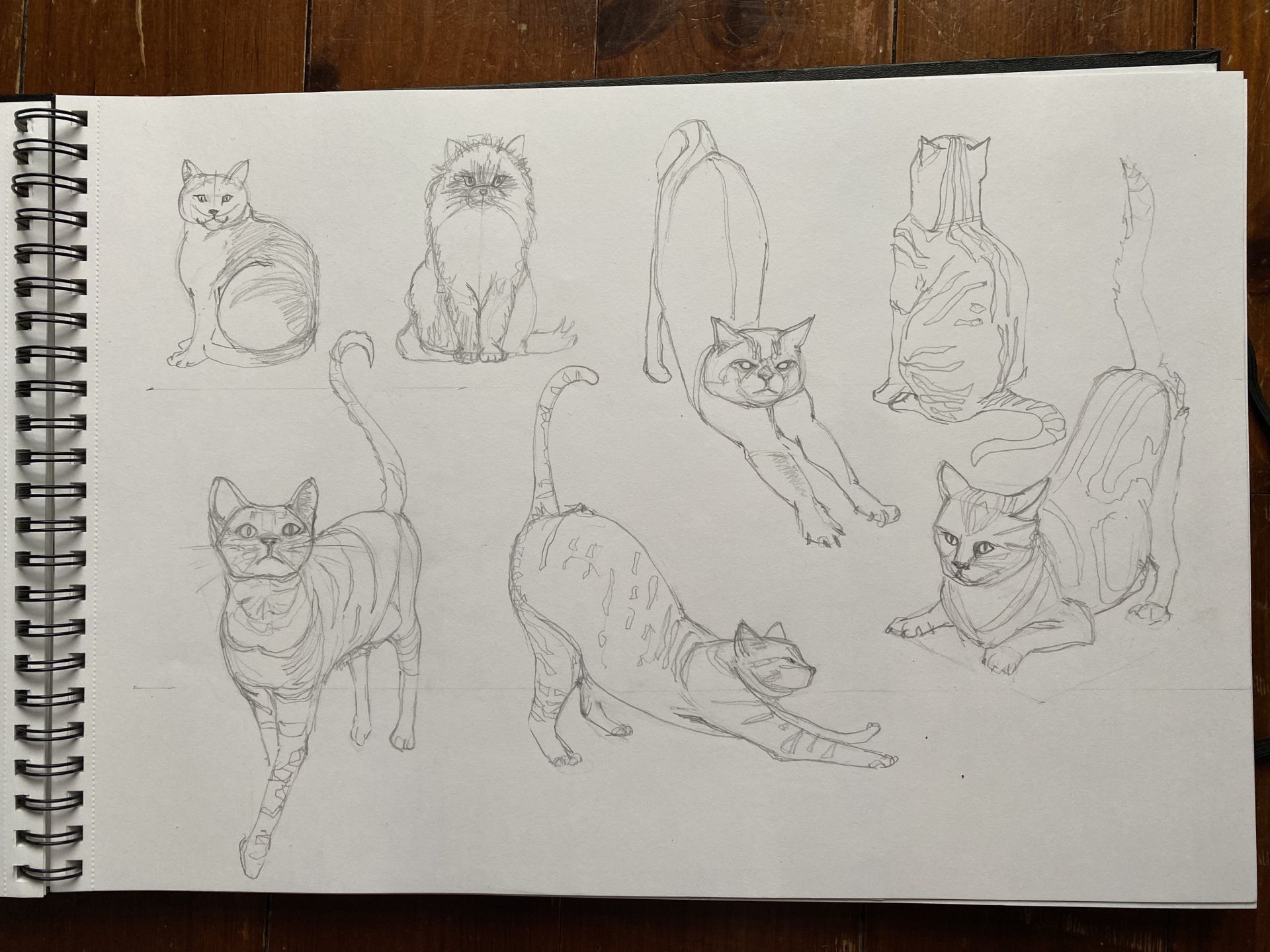 How to Draw Cats