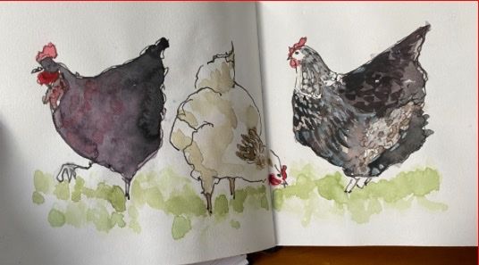 The Chickens Challenge