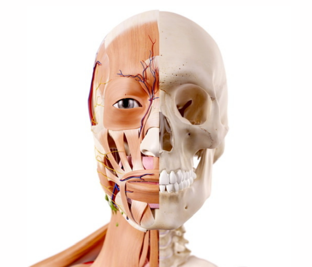 Anatomy & Physiology - Face, Level 3