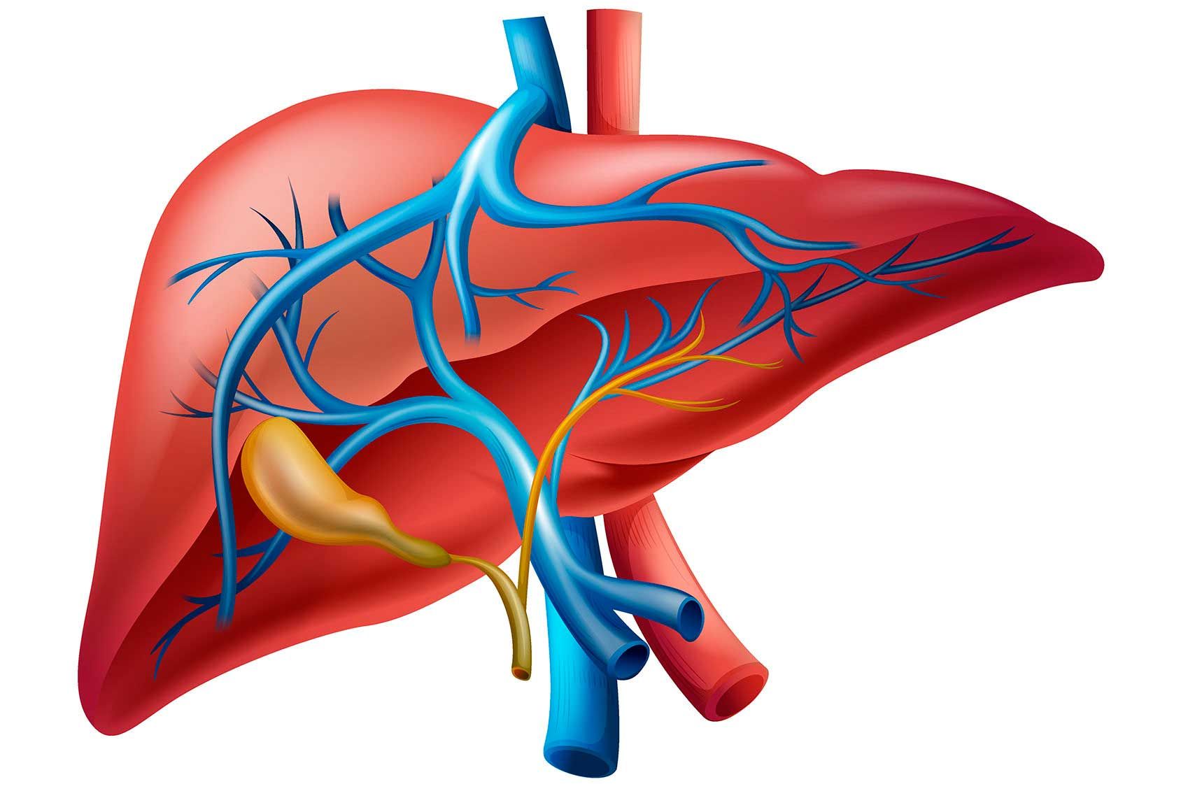 The Hepatology Masterclass