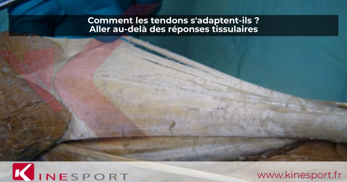 Comment les tendons s'adaptent-ils ? Aller au-delà des réponses ...