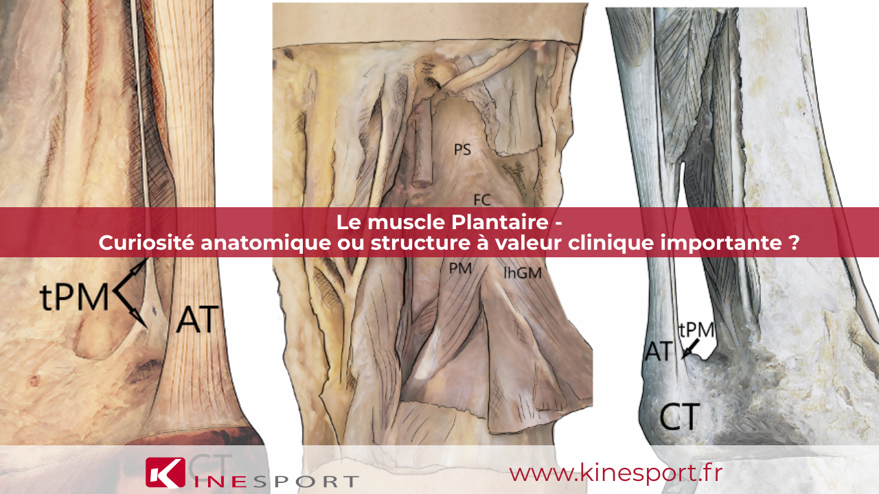 Le muscle plantaire : Curiosité anatomique ou structure ayant une ...