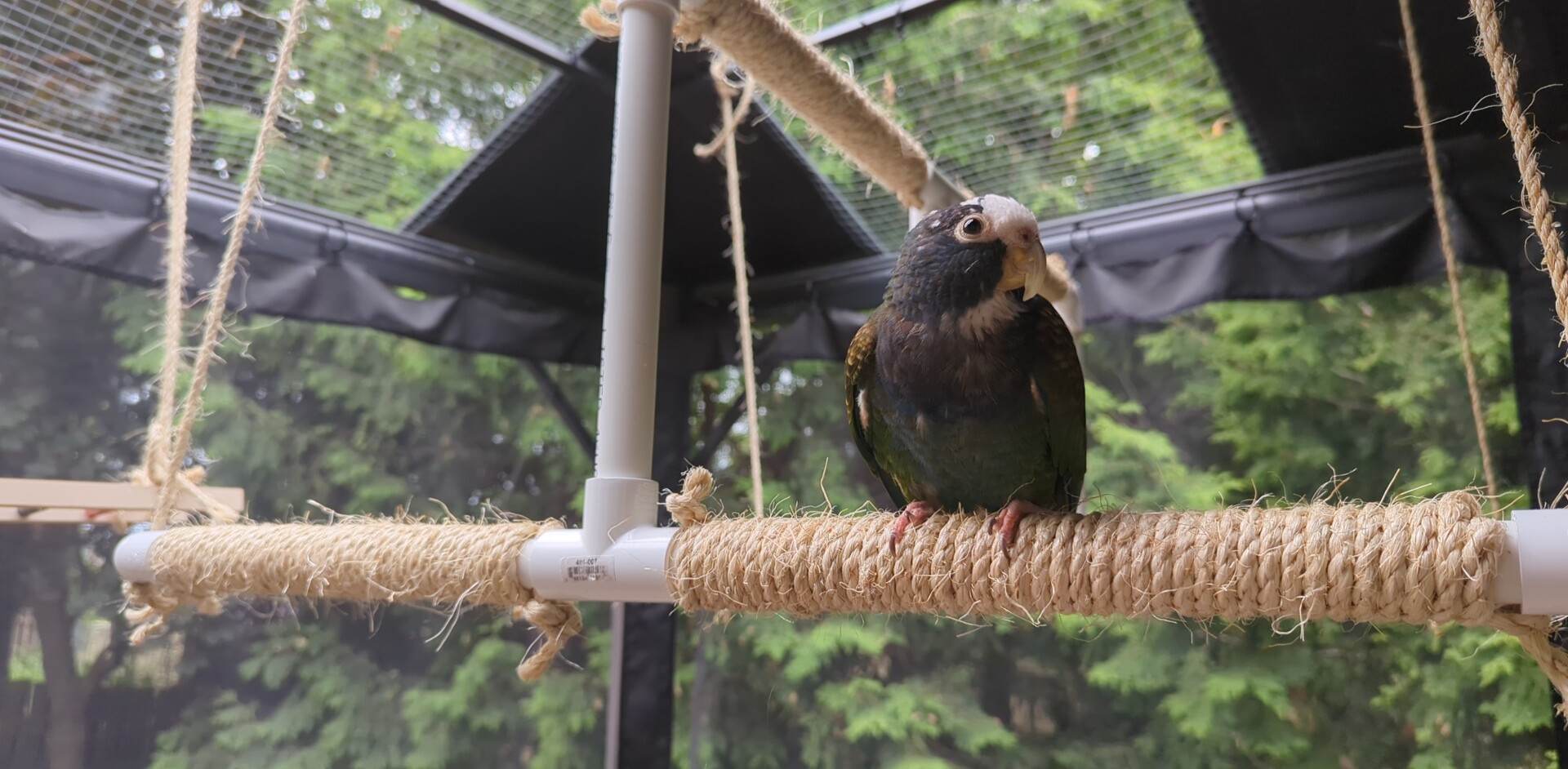 DIY - PVC Parrot Swing