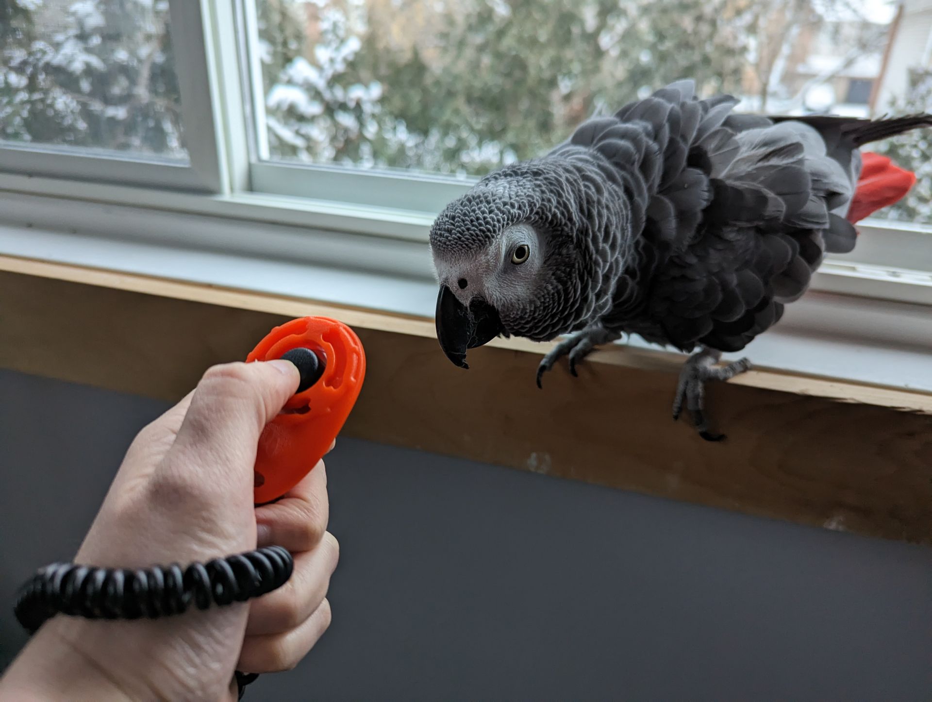 Introduction to Parrot Training