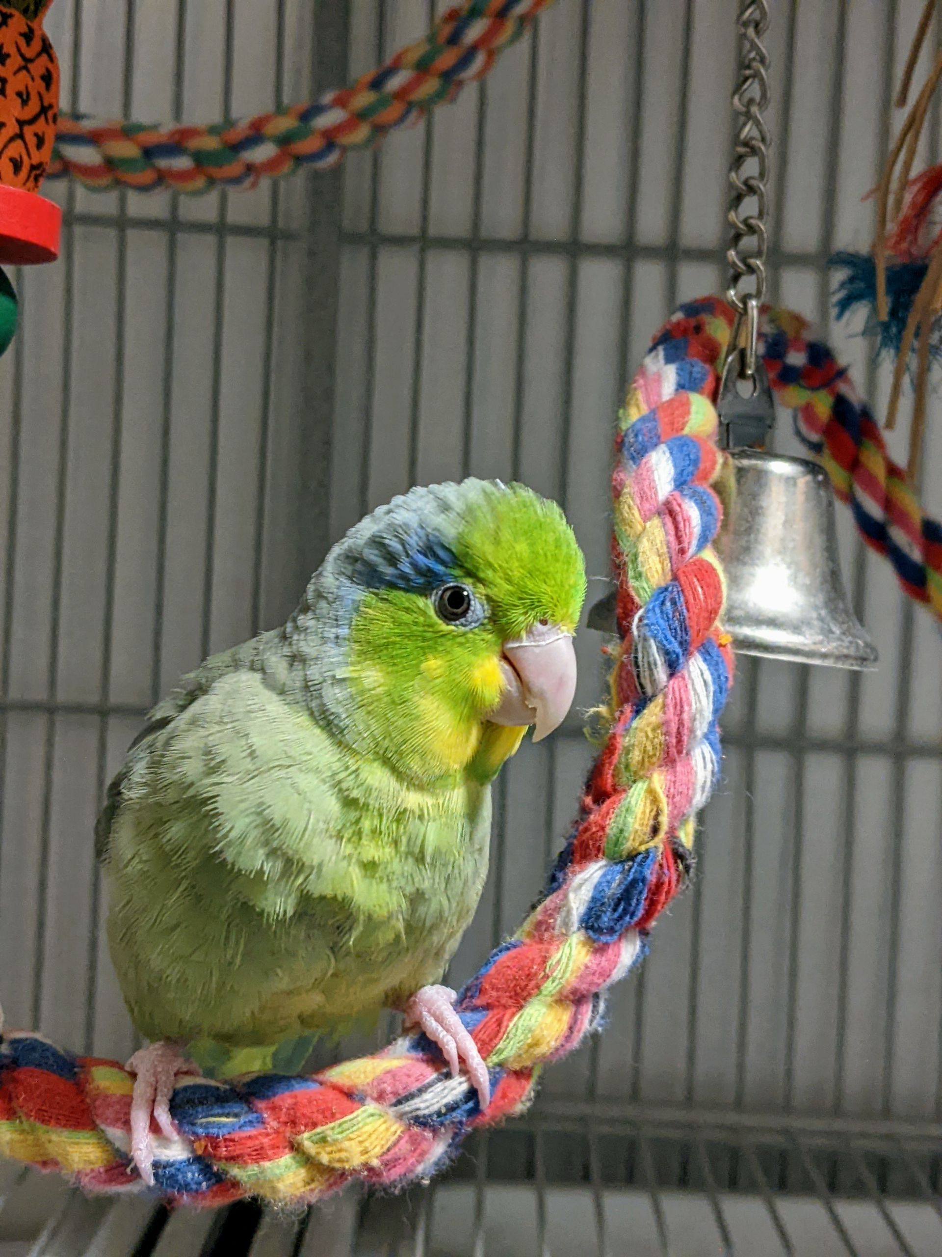 Back to Basics Bundle