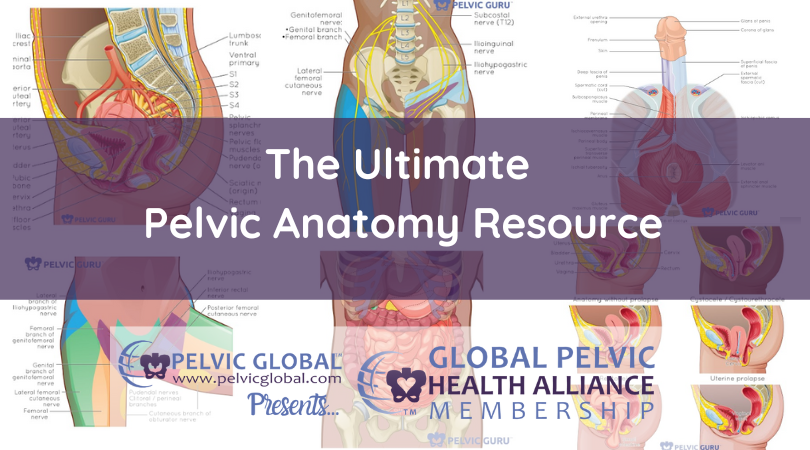 Anatomy Resource Download Opt-In