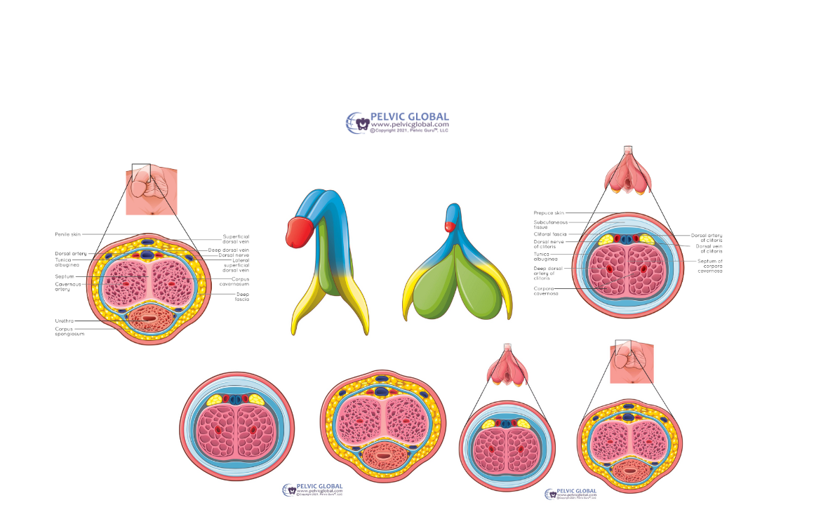 Clitoris and Penis Anatomy, Comparative, Analogous, Cross Sections