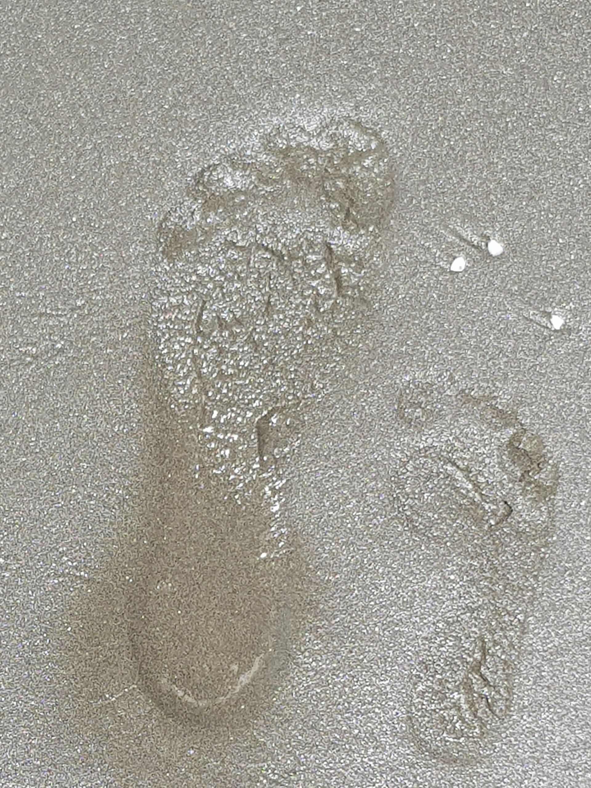 Blog 11 - Your Environmental Footprint