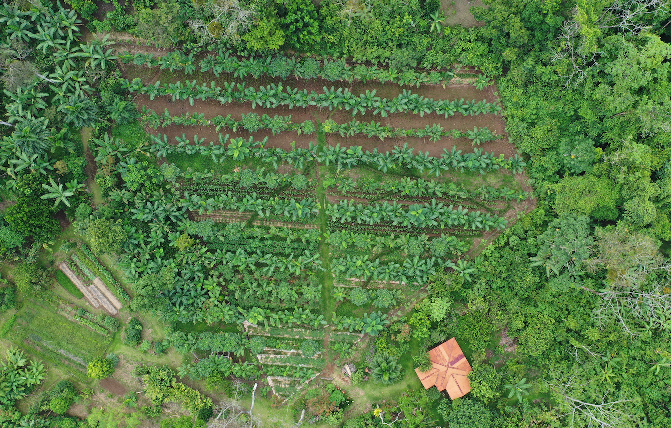 Syntropic Farming Primer - SELF PACED