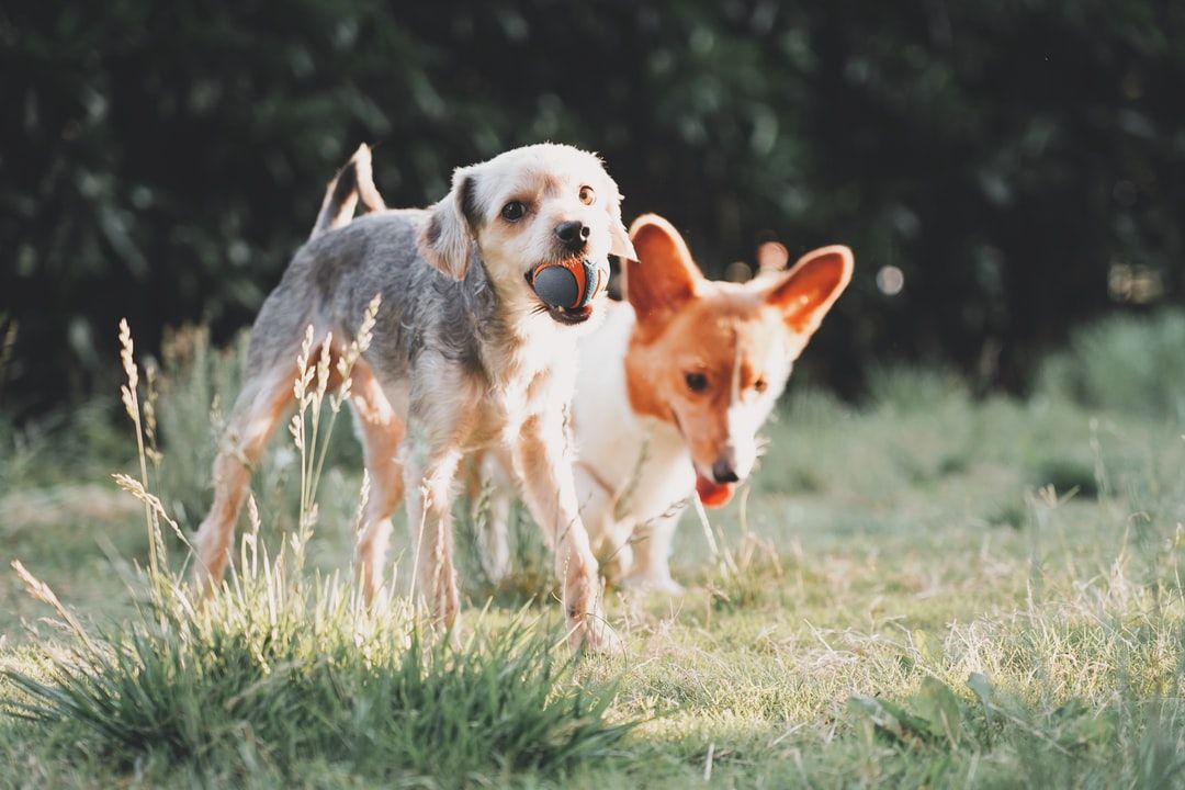 Celebrating Canine Connection: The Science, Culture, and Tools of Play