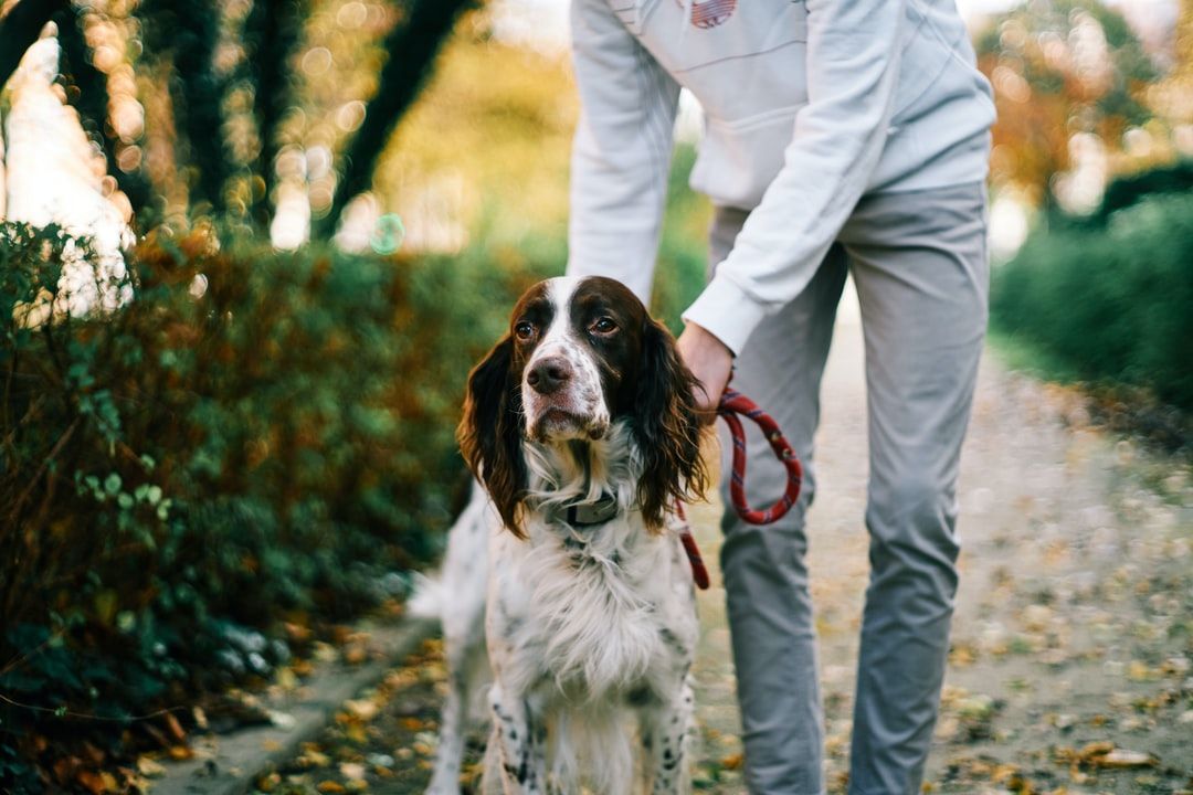 8 Excellent Reasons To Work With Dogs