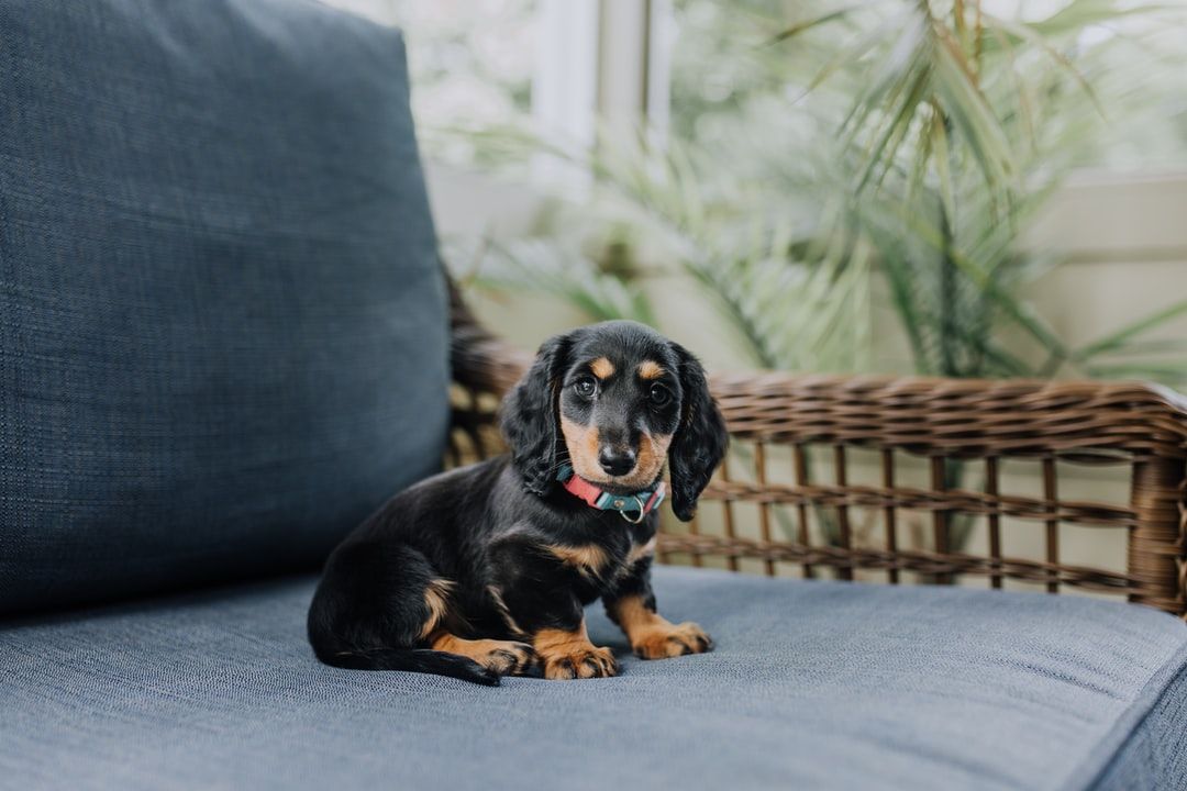 How To Build Your Dog’s Confidence (And Why It's Important)