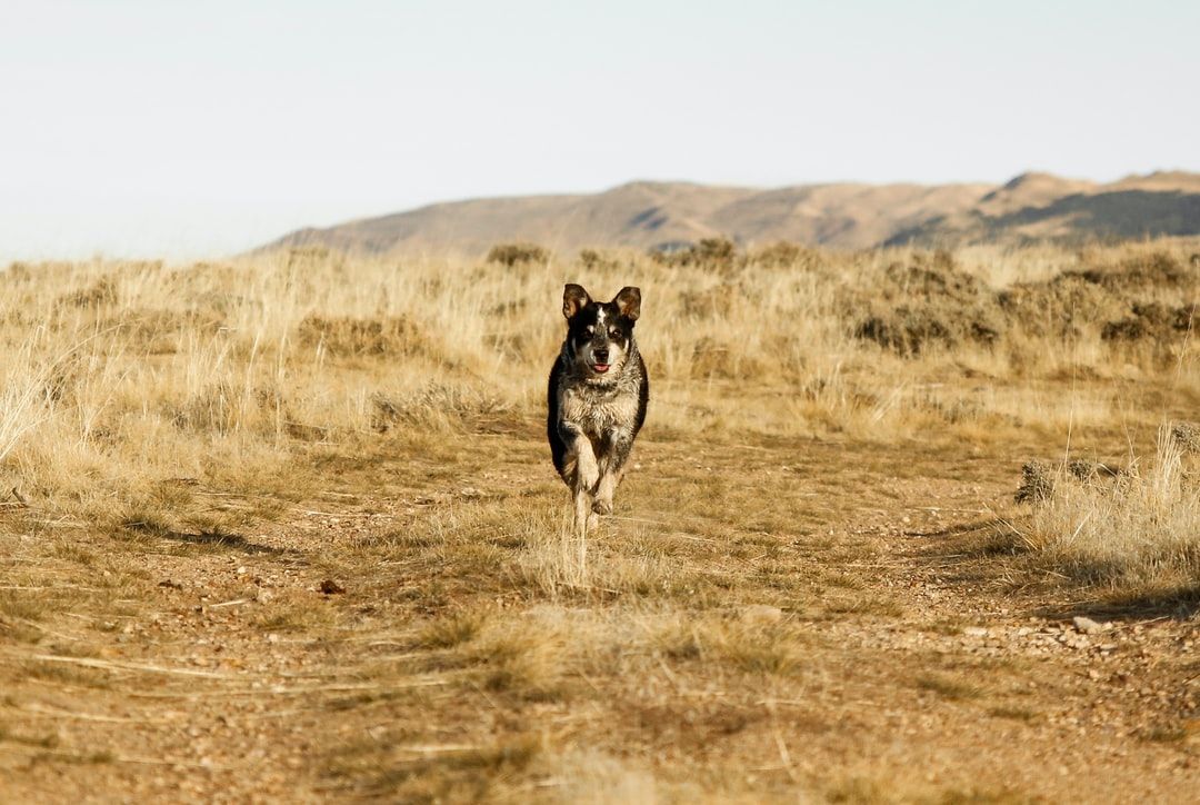 Instincts in Harmony: Wildlife Chasing, Dog Recall & Training Solutions
