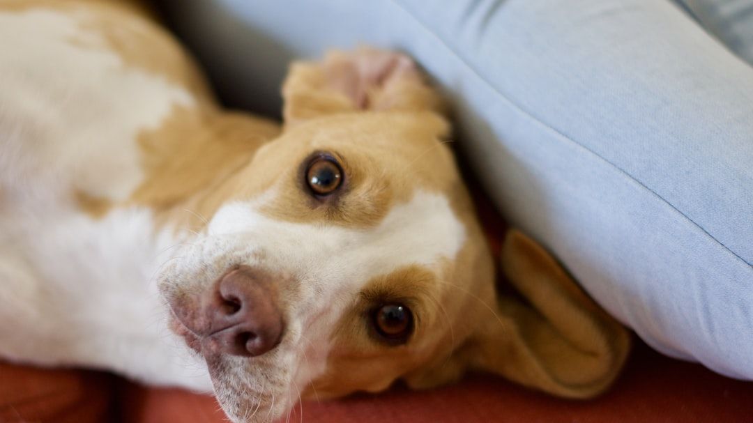 3 Simple Ways To Improve Communication With Your Dog (And Why You ...