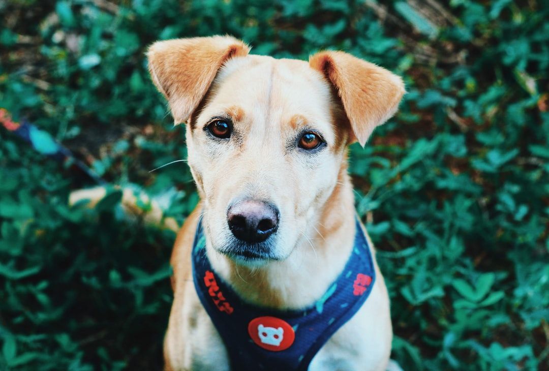 Empathetic Canine Coaching: Nurturing Behaviour and Connection with ...