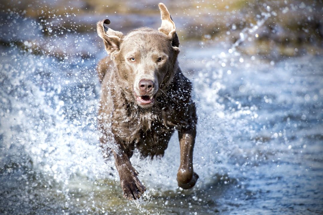 Understanding Natural Behaviour: A Canine's Perspective