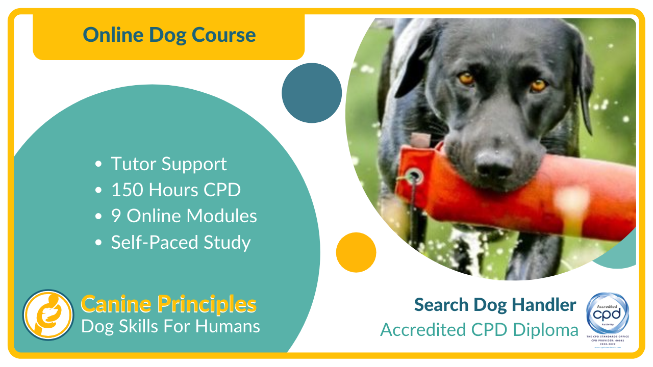 Search Dog Handler - CPD Accredited Diploma