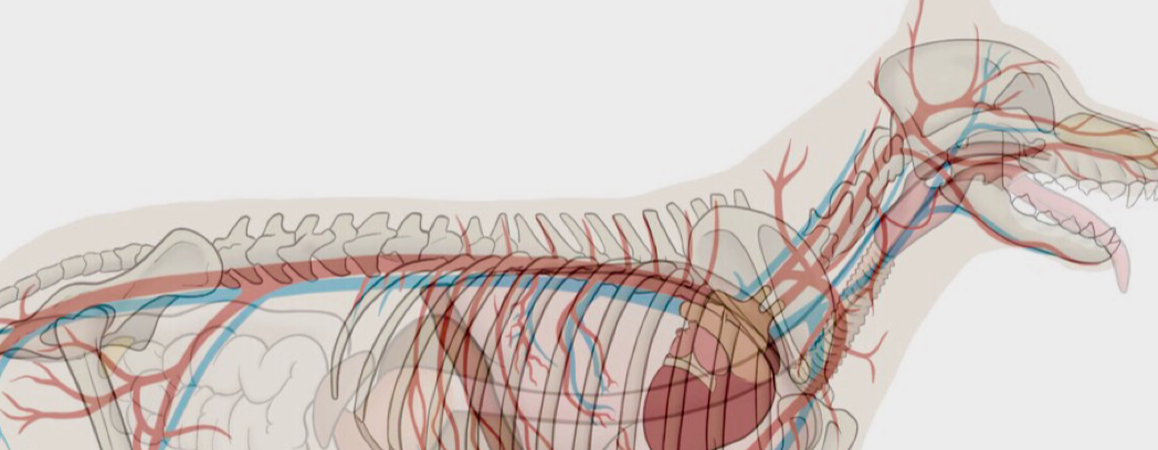 Canine Anatomy and Physiology CPD Accredited Certificate Course Canine Anatomy and Physiology CPD Accredited Certificate Course