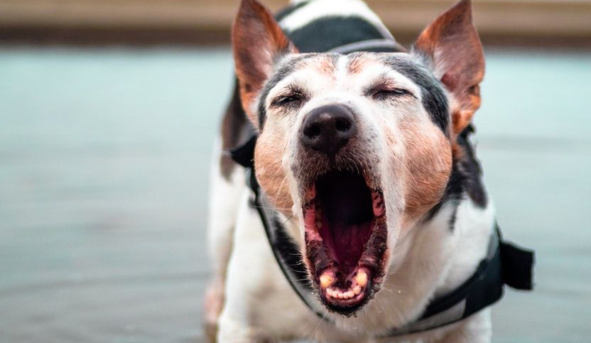 Approved Canine Reactivity Expert