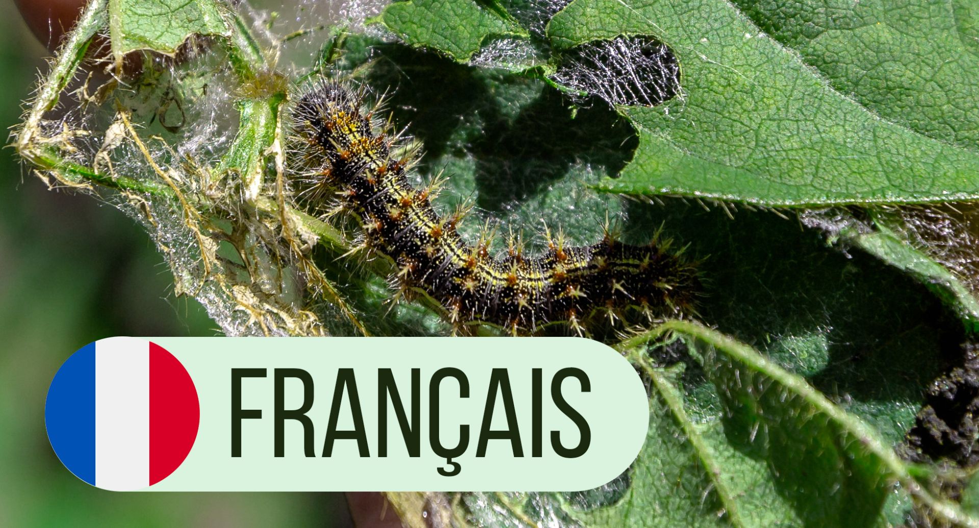 Cours de lutte intégrée contre les ravageurs et l’utilisation ...