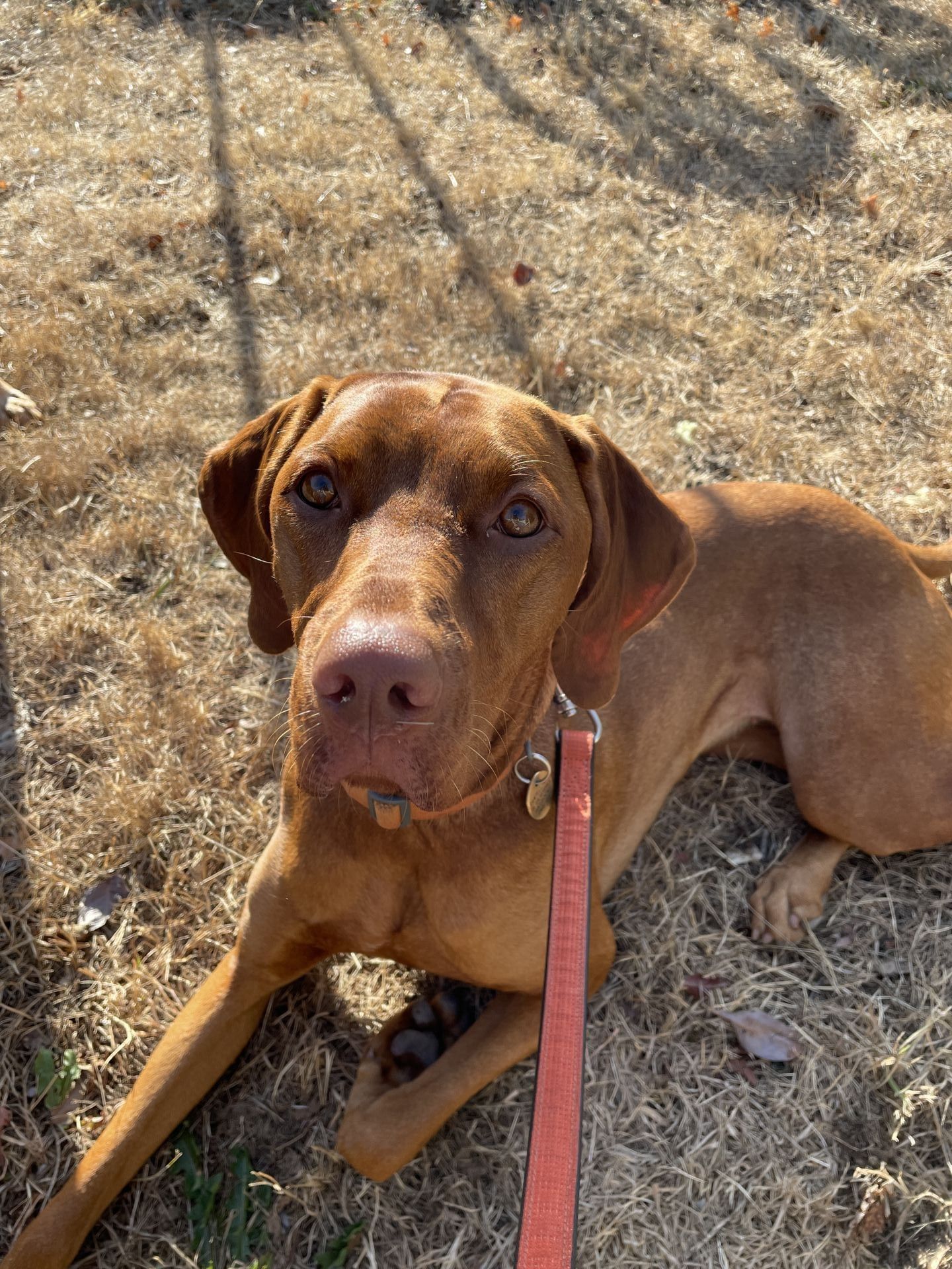 Life skills - what every dog needs to be a ‘good dog’