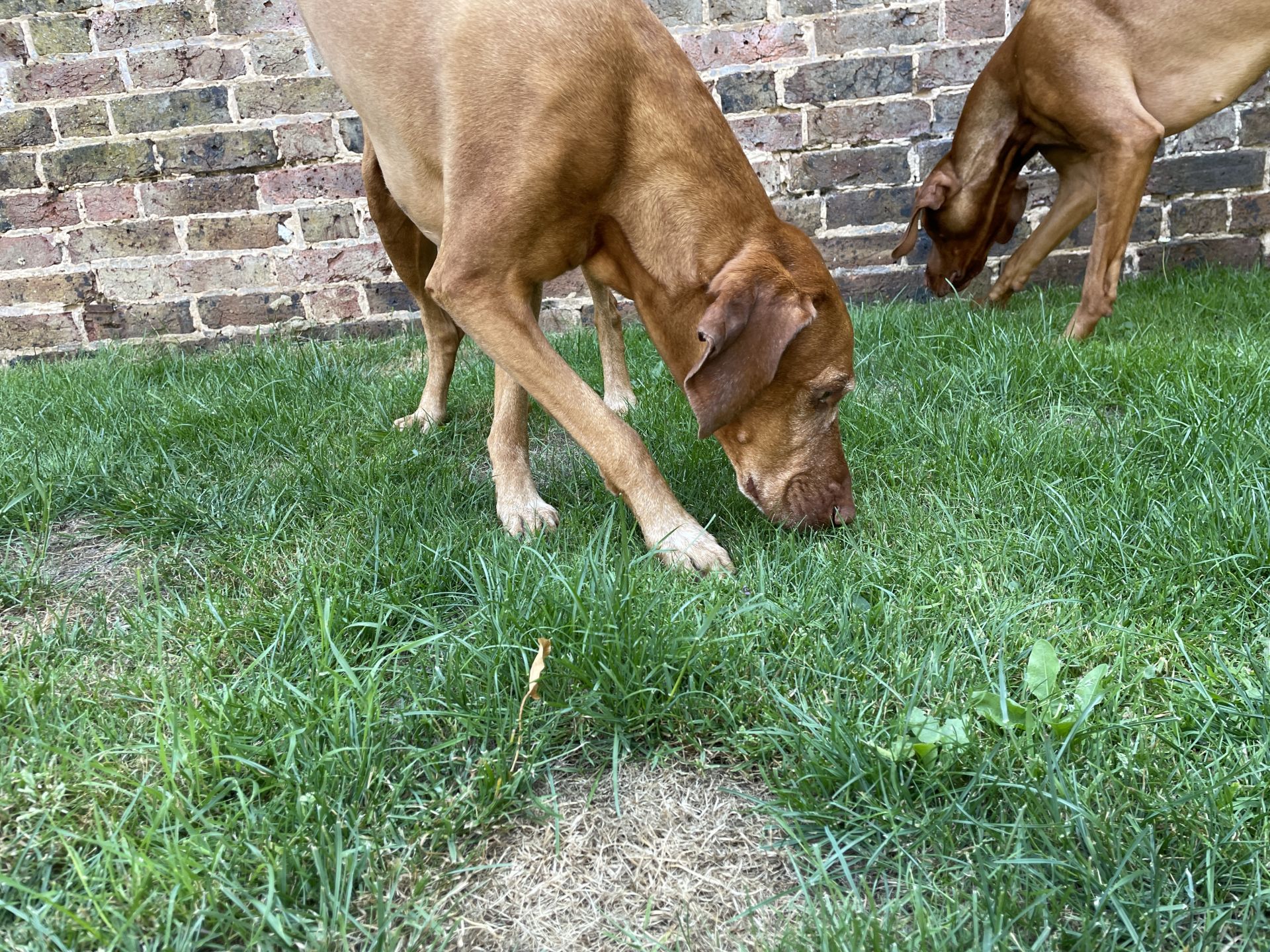 3 easy search games for your dog you can try at home