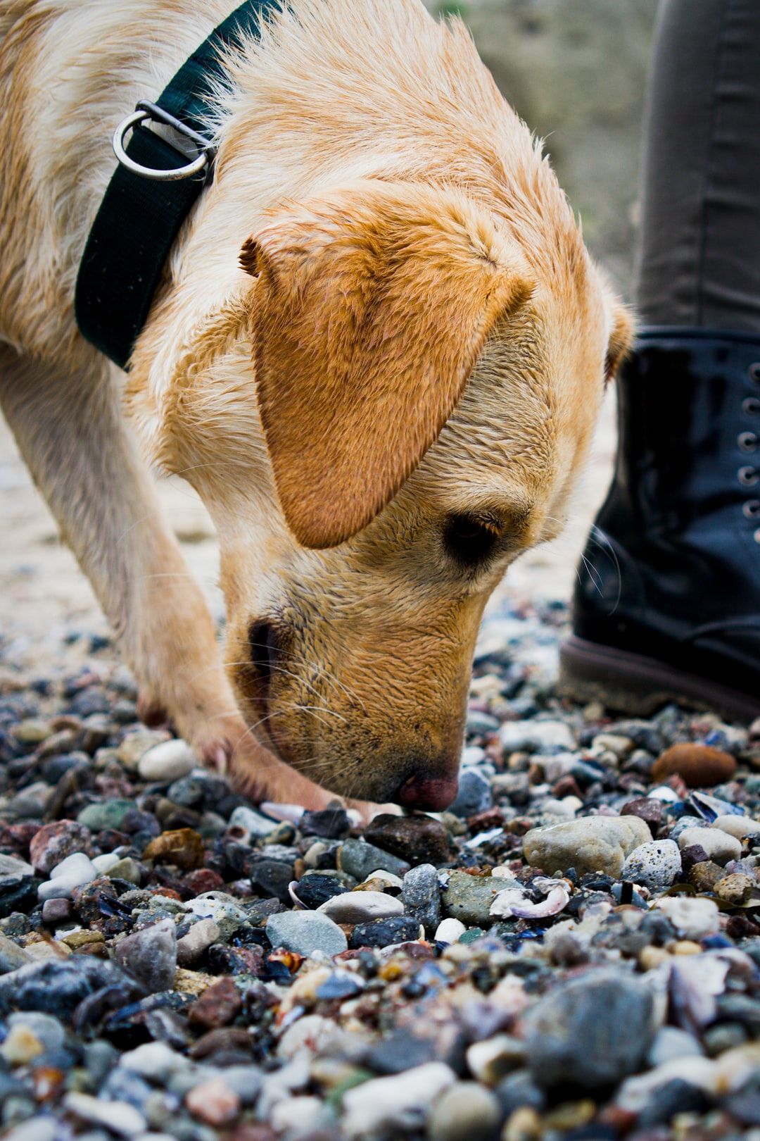 5 Reasons Why Scent Work Is Beneficial For Your Dog